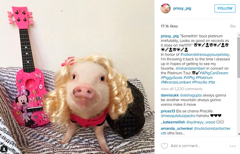 A story of one Instagram. Prissy_pig