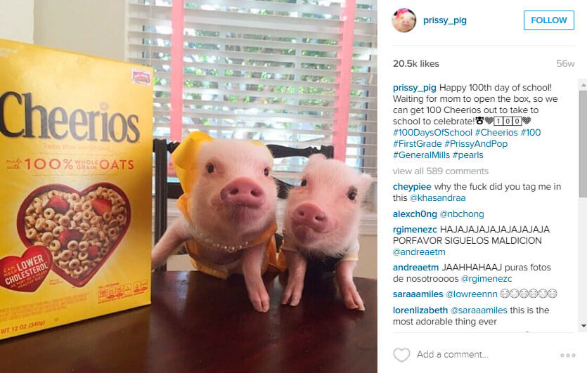 A story of one Instagram. Prissy_pig